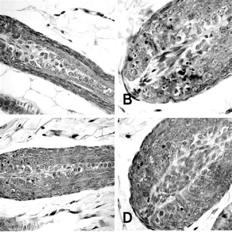 Photomicrograph Of Small A C And Large B D Hair Follicles Of Mice