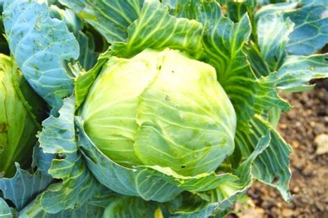 Que Planter en Novembre au Potager 10 Fruits Légumes Qui Poussent