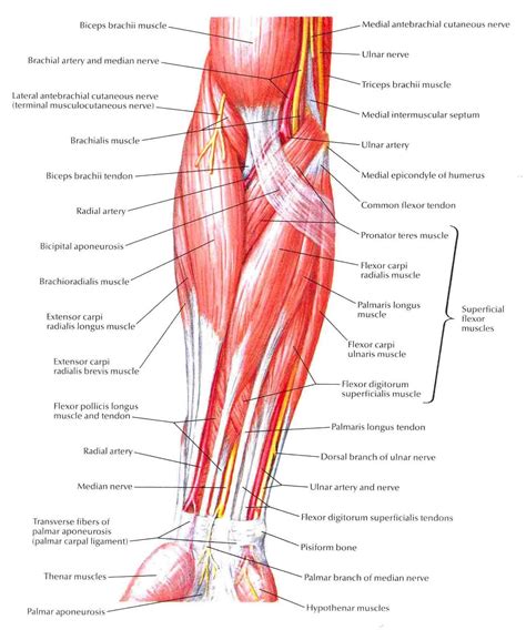 Diagram Of Forearm Muscles And Tendons