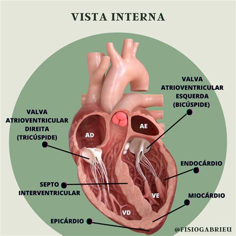 Pin on Anatomía
