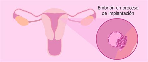 Implantación del embrión en el endometrio receptivo