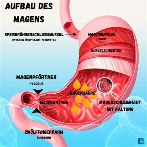 Magen Aufbau Funktion Verdauungskaskade