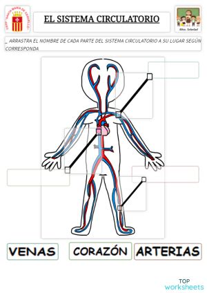 EL SISTEMA CIRCULATORIO Ficha Interactiva TopWorksheets