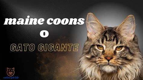 Características da Raça maine coon gatos gigantes YouTube