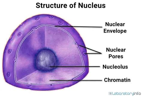 Nucleus Structure And Function