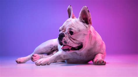 100 Mejores Nombres Para Perros Hembras En 2024