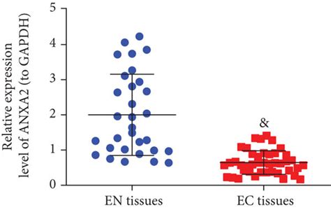 MiR 342 Targets And Inhibits ANXA2 Expression A The Binding Sites