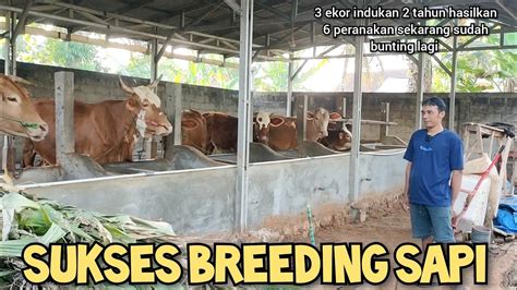 Sukses Breeding Sapi Patut Di Contoh Berawal Dari 3 Indukan YouTube
