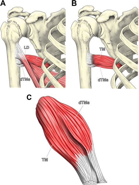 Latissimus Dorsi