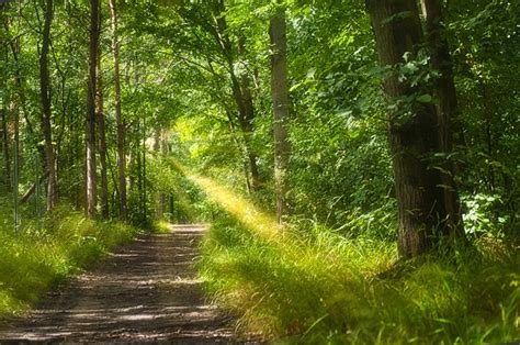 Forest Path Trees Sunset Free Photo On Pixabay Pixabay