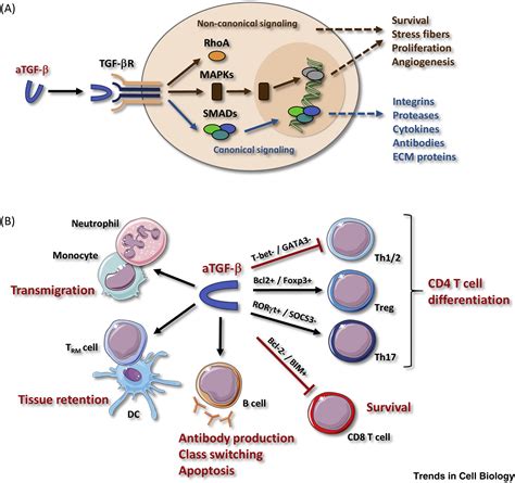 Controlling Immunity And Inflammation Through Integrin Dependent