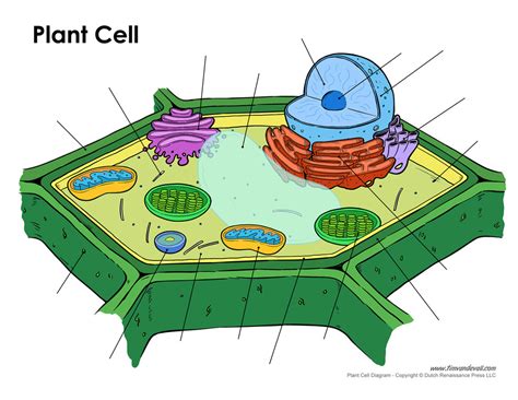 Plant Cell Organelles Diagram Quizlet