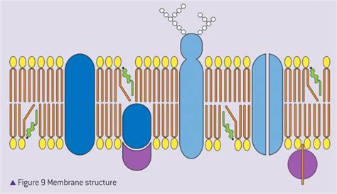 Membrane Proteins Diagram Quizlet