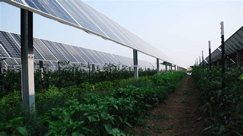 Agrivoltaic Solar Farms Offer Shocking Benefits Beyond Producing