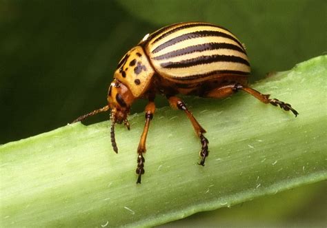 Difference Between Pest And Insect Difference Between