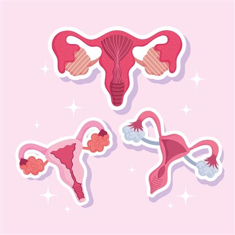 Sistema Reprodutivo Humano Feminino Anatomia Ginecologia Mulheres