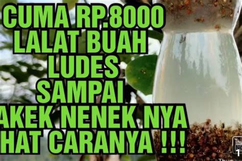 Cara Membuat Perangkap Lalat Buah Yang Ampuh Dan Mudah Timenews