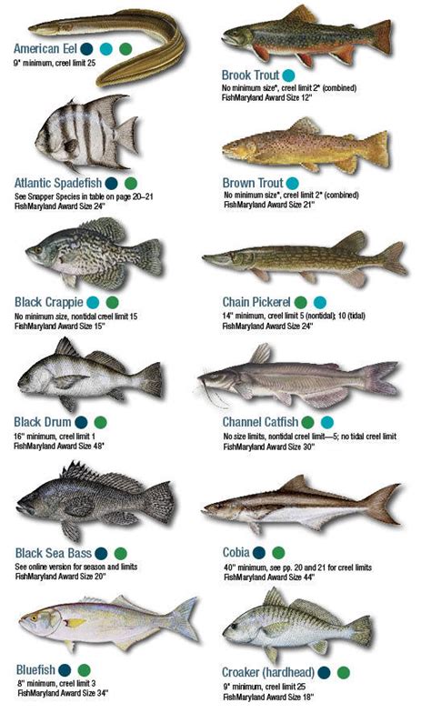 Fish Identification ERegulations