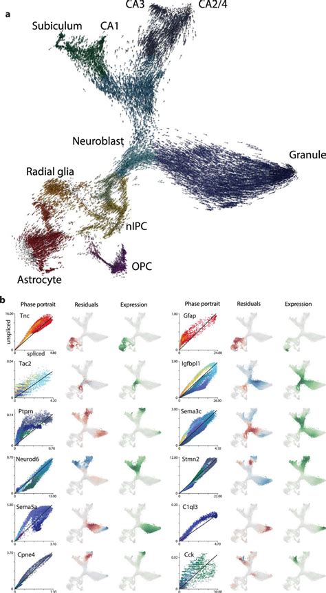 single cell velocity estimates for individual cells in the embryonic download scientific