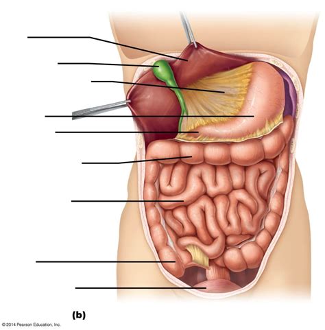 Lab Labelling Digestive System Diagram Quizlet