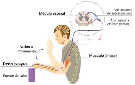 Analítico Cordelia protesta información sobre el sentido del tacto
