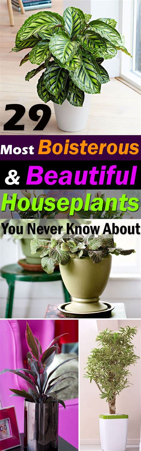 The Houseplants In This List Are Special They Are Bold And Pretty