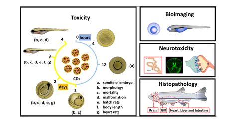 Zebrafish A Promising Real Time Model System For Off