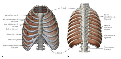 1 Thoracic Wall Radiology Key