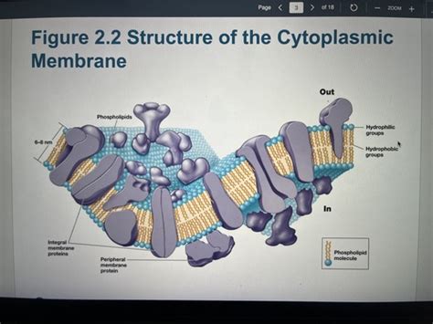 Cell Structure Function Flashcards Quizlet