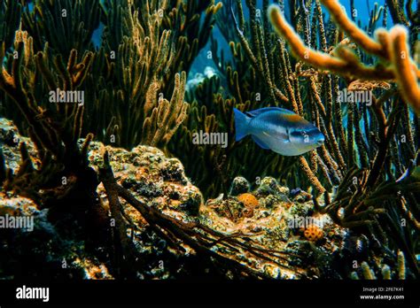 Parrotfish Coral Hi Res Stock Photography And Images Alamy