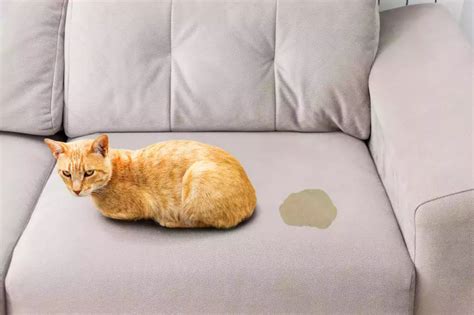Comment enlever l odeur de pipi de chat Chats Gâtés