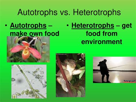 Autotrophs And Heterotrophs Venn Diagram