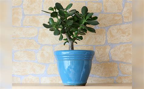 Plantas Para Cultivar Dentro De Casa Neg Cios Mapa Da Obra