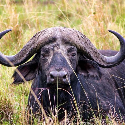 3 Day Masai Mara Budget Joining Safari Msafiri