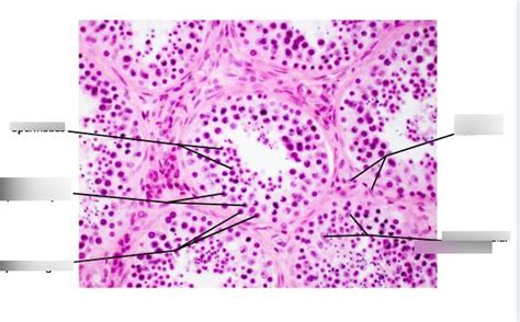 Testis Histology Diagram Quizlet