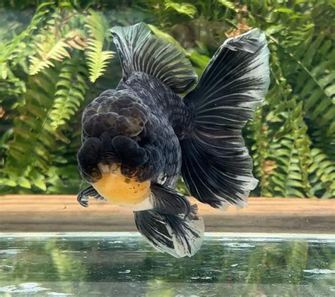Black Kirin Rosetail Oranda M 6 Free Shipping