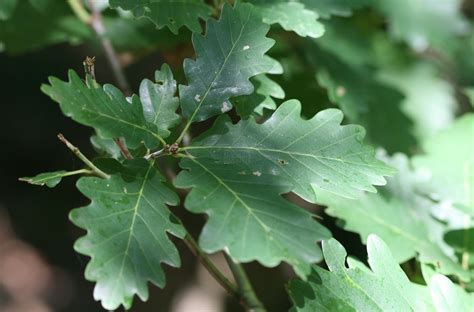 Quercus Petraea
