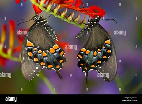 Spicebush Swallowtail Butterfly Papilio Troilus Stock Photo Alamy