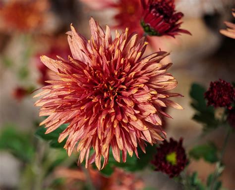 Chrysantheme Blume Garten Kostenloses Foto Auf Pixabay Pixabay