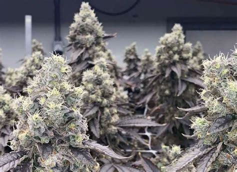 The Beginner S Guide To Ice Cream Cake Strain Effects And Benefits