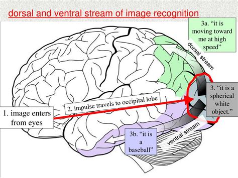 Dorsal And Ventral Pathways