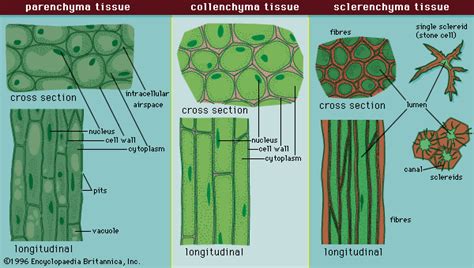 Fibre Plant Anatomy Britannica