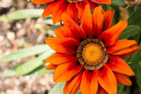 Blomma Blomning Gazania Gratis foto på Pixabay Pixabay