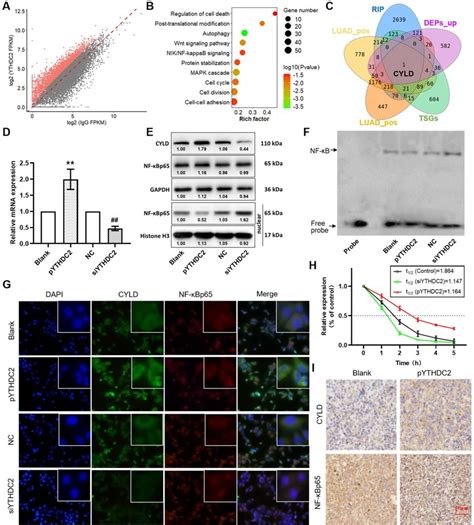 YTHDC2 promotes CYLD mRNA stability and inhibits NF κB activity A