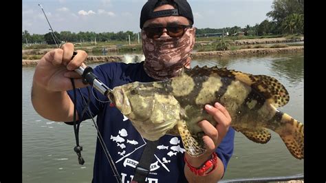 ANGLER MONSTA PENANGAN KERAPU KOLAM RM3 JUGRA YouTube