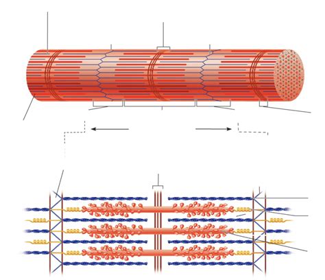 Anatomy Of A Sarcomere Diagram Quizlet