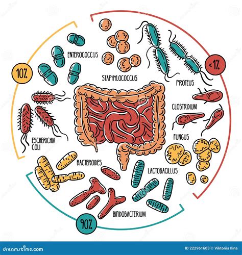 Infograf A Vectorial De La Microbiota Intestinal Humana Ilustraci N Del