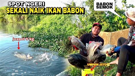 HEBOH Aksi Dua Pemancing Di Hajar Ikan Nila Super Babon Bertubi Tubi