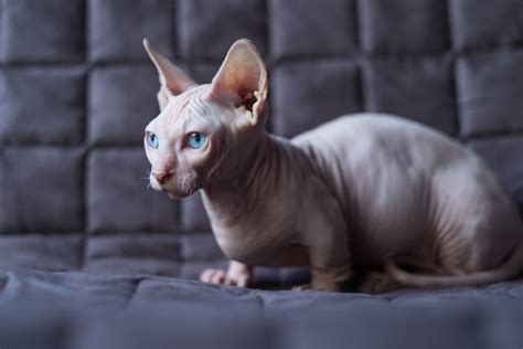 10 Best Hairless Cat Breeds For A Unique Pet Pal