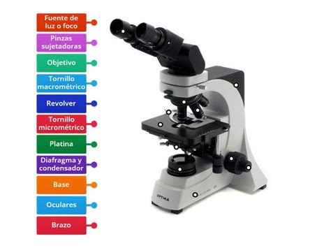 Copy Of Partes Del Microscopio Ptico Diagrama Con Etiquetas